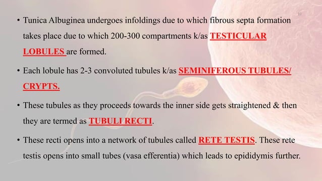 Human reproduction | PPT