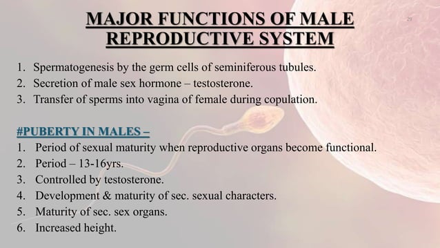 Human reproduction | PPT