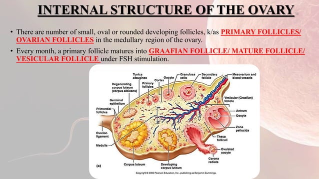 Human reproduction | PPT
