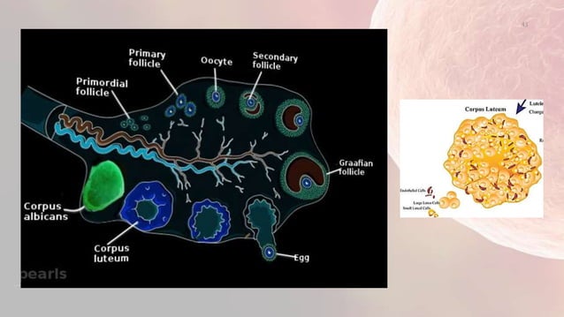 Human reproduction | PPT