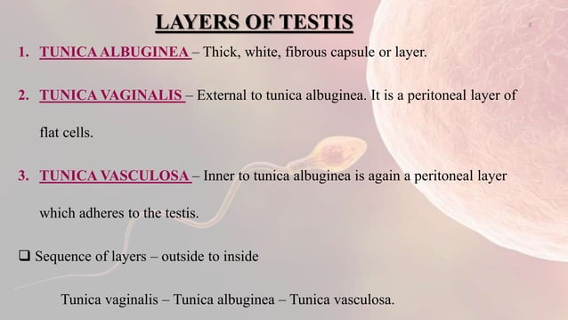Human reproduction | PPT