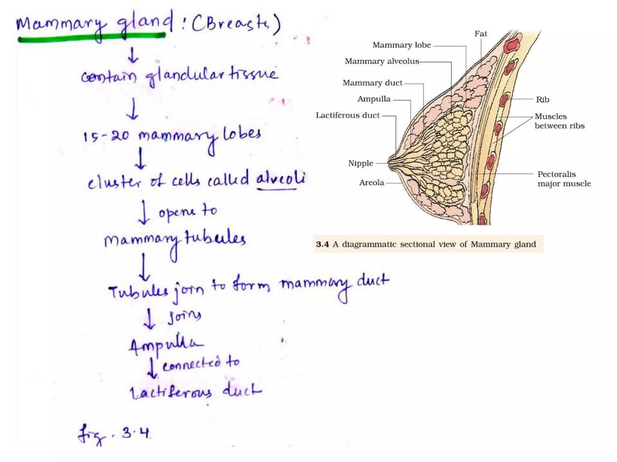 Human reproduction (Class 12) | PPTX