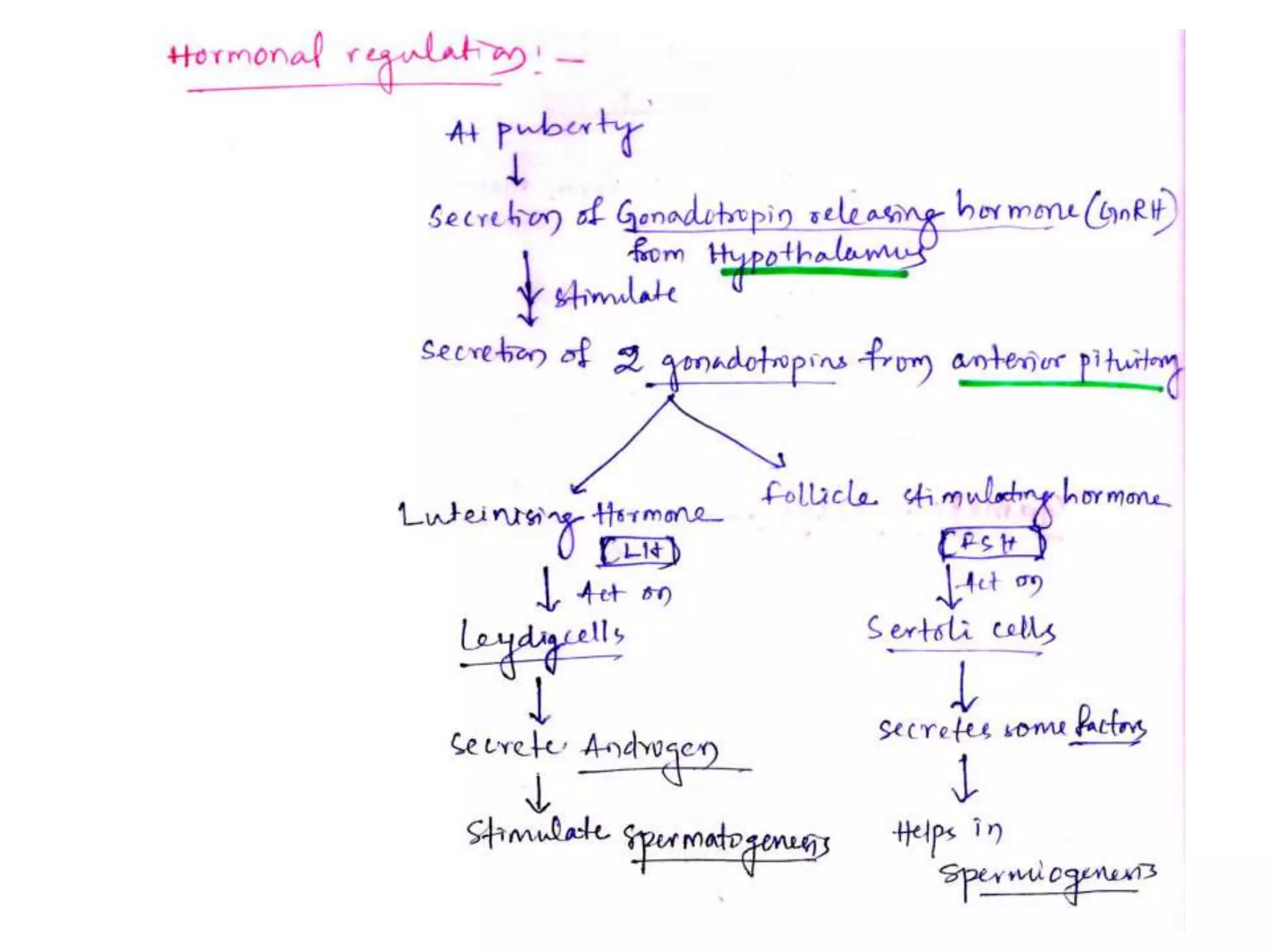 Human reproduction (Class 12) | PPTX