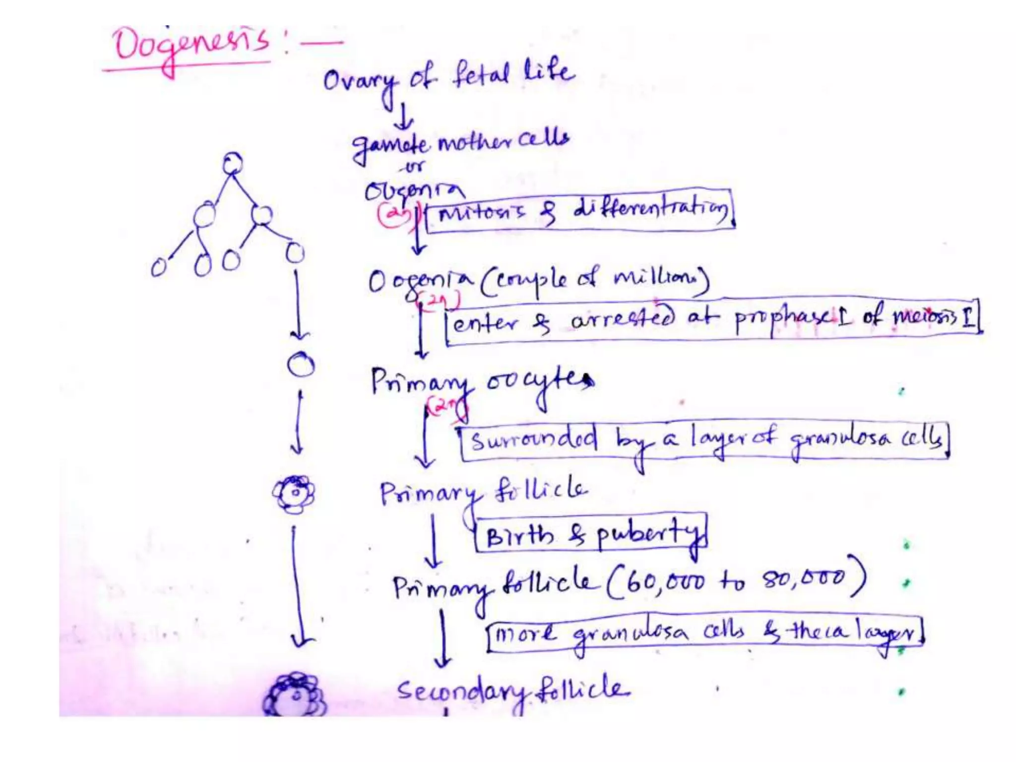 Human reproduction (Class 12) | PPTX