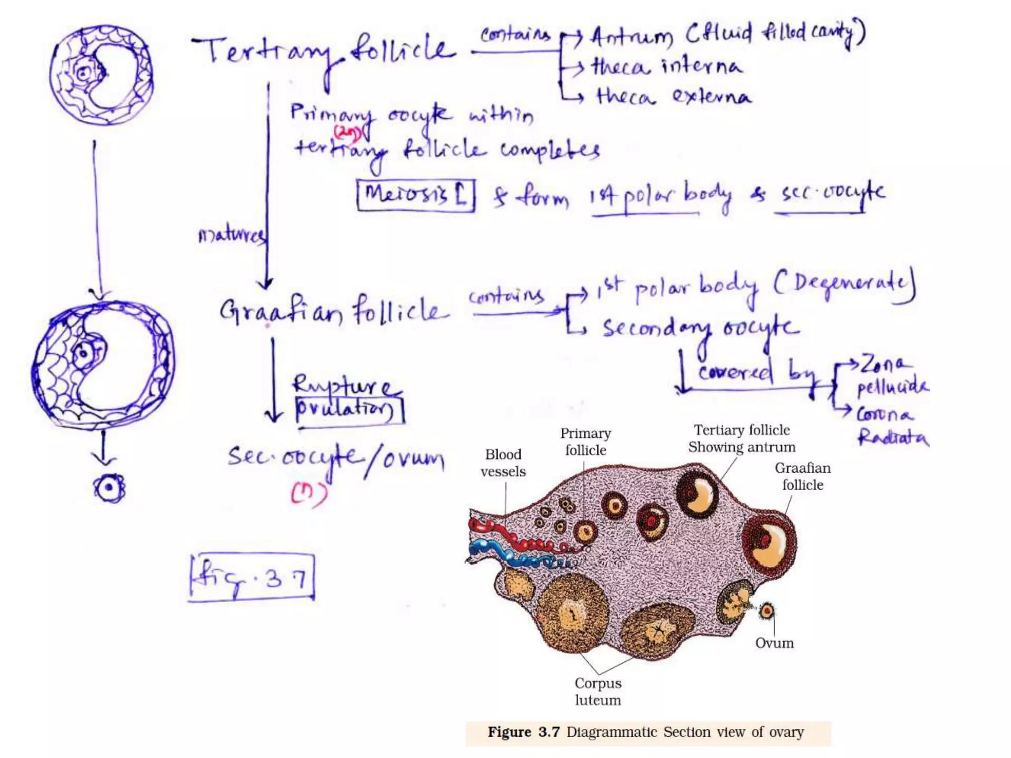 Human reproduction (Class 12) | PPTX