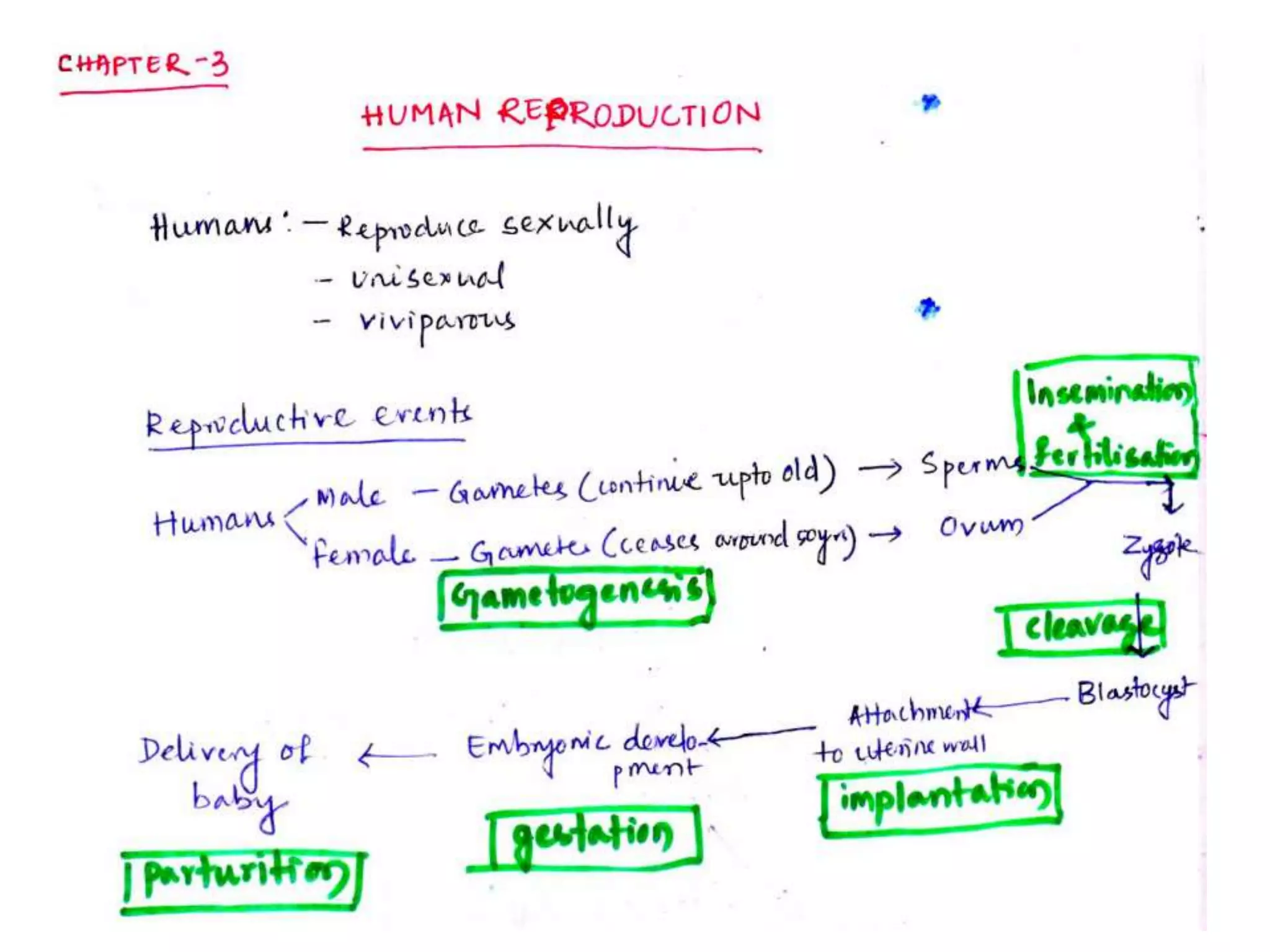Human reproduction (Class 12) | PPTX