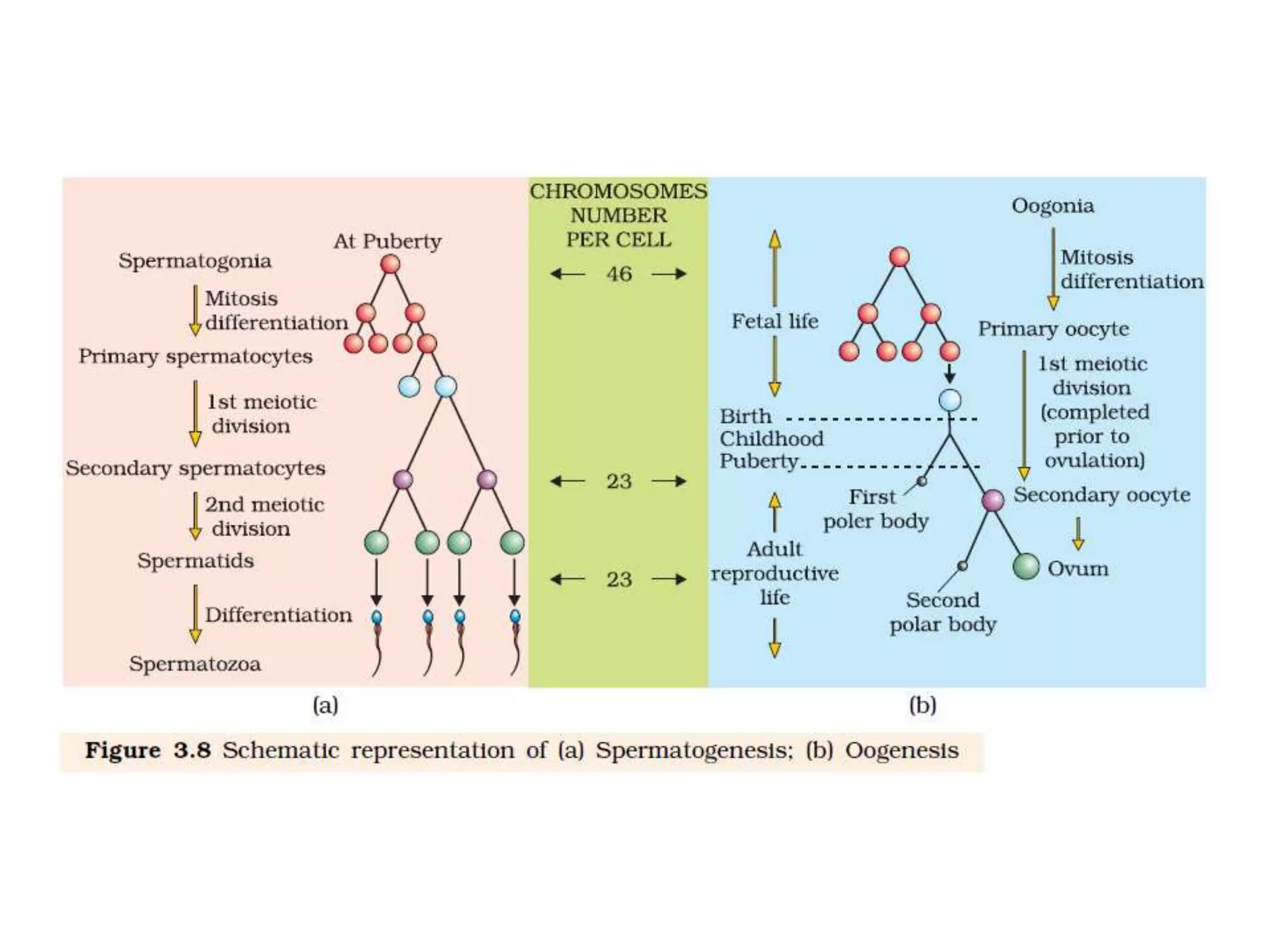 Human reproduction (Class 12) | PPTX