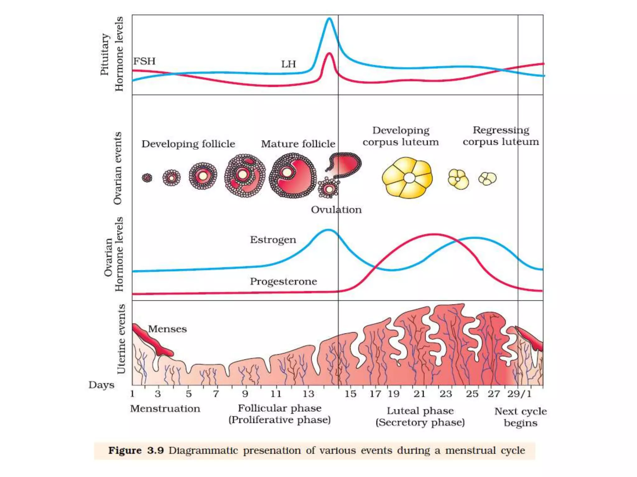 Human reproduction (Class 12) | PPTX