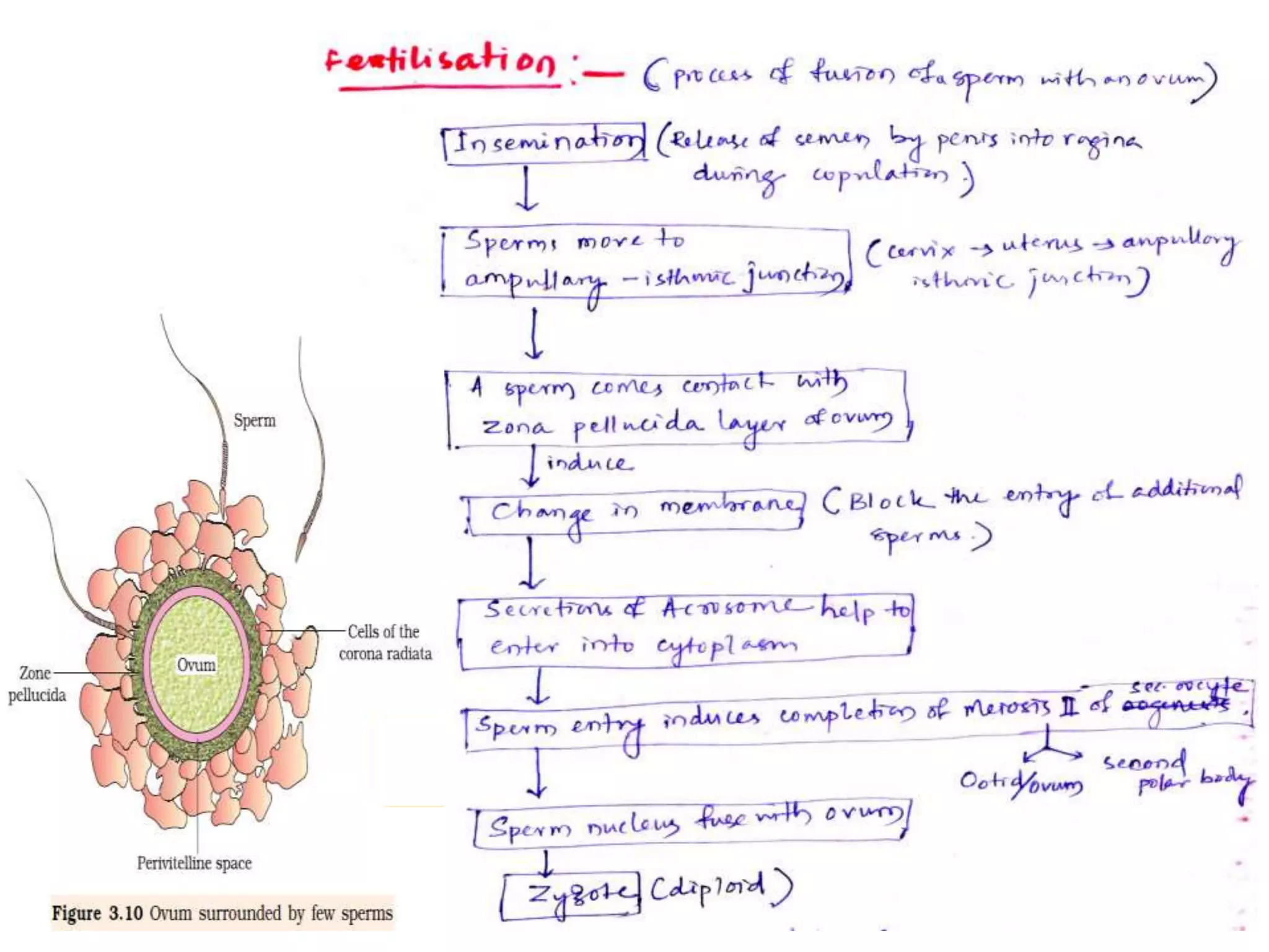 Human reproduction (Class 12) | PPTX