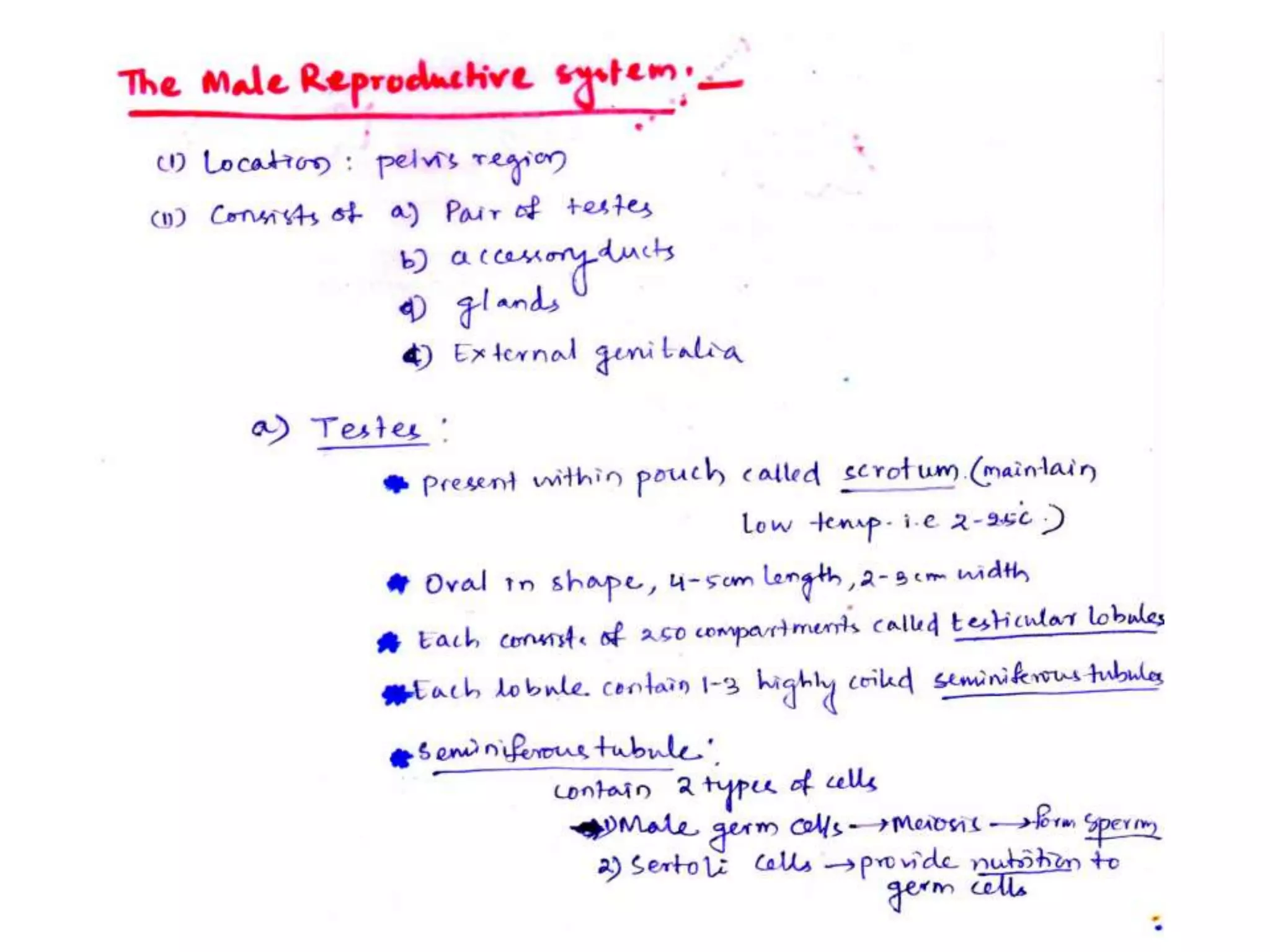 Human reproduction (Class 12) | PPTX