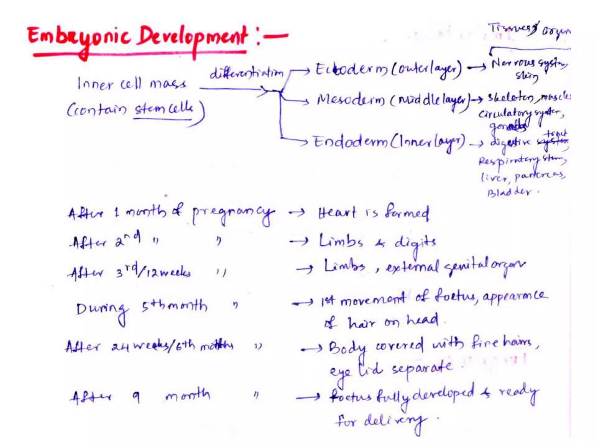 Human reproduction (Class 12) | PPTX