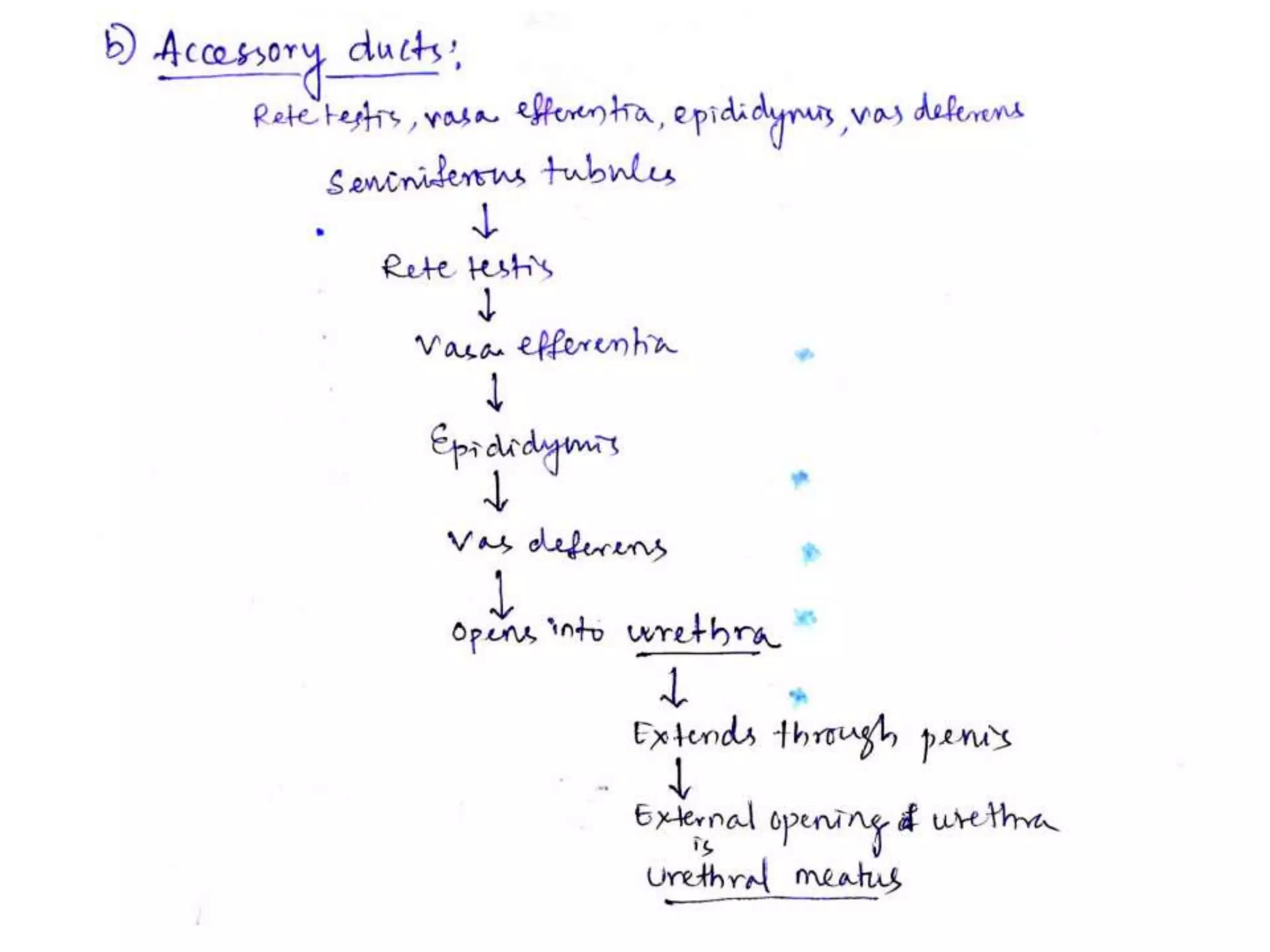Human reproduction (Class 12) | PPTX