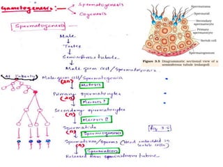 Human reproduction (Class 12) | PPTX
