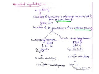 Human reproduction (Class 12) | PPTX