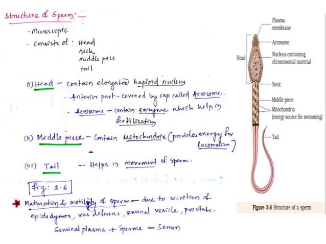 Human reproduction (Class 12) | PPTX