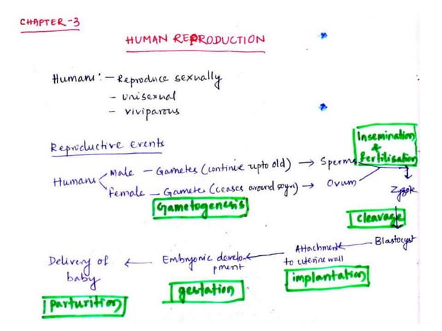 Human reproduction (Class 12) | PPTX