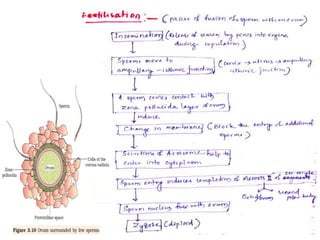 Human reproduction (Class 12) | PPTX