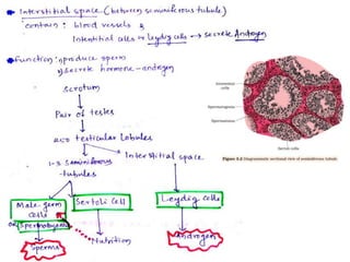 Human reproduction (Class 12) | PPTX