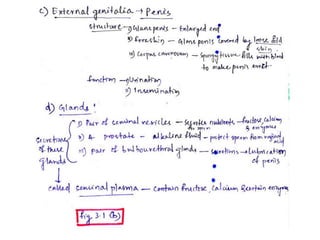 Human reproduction (Class 12) | PPTX