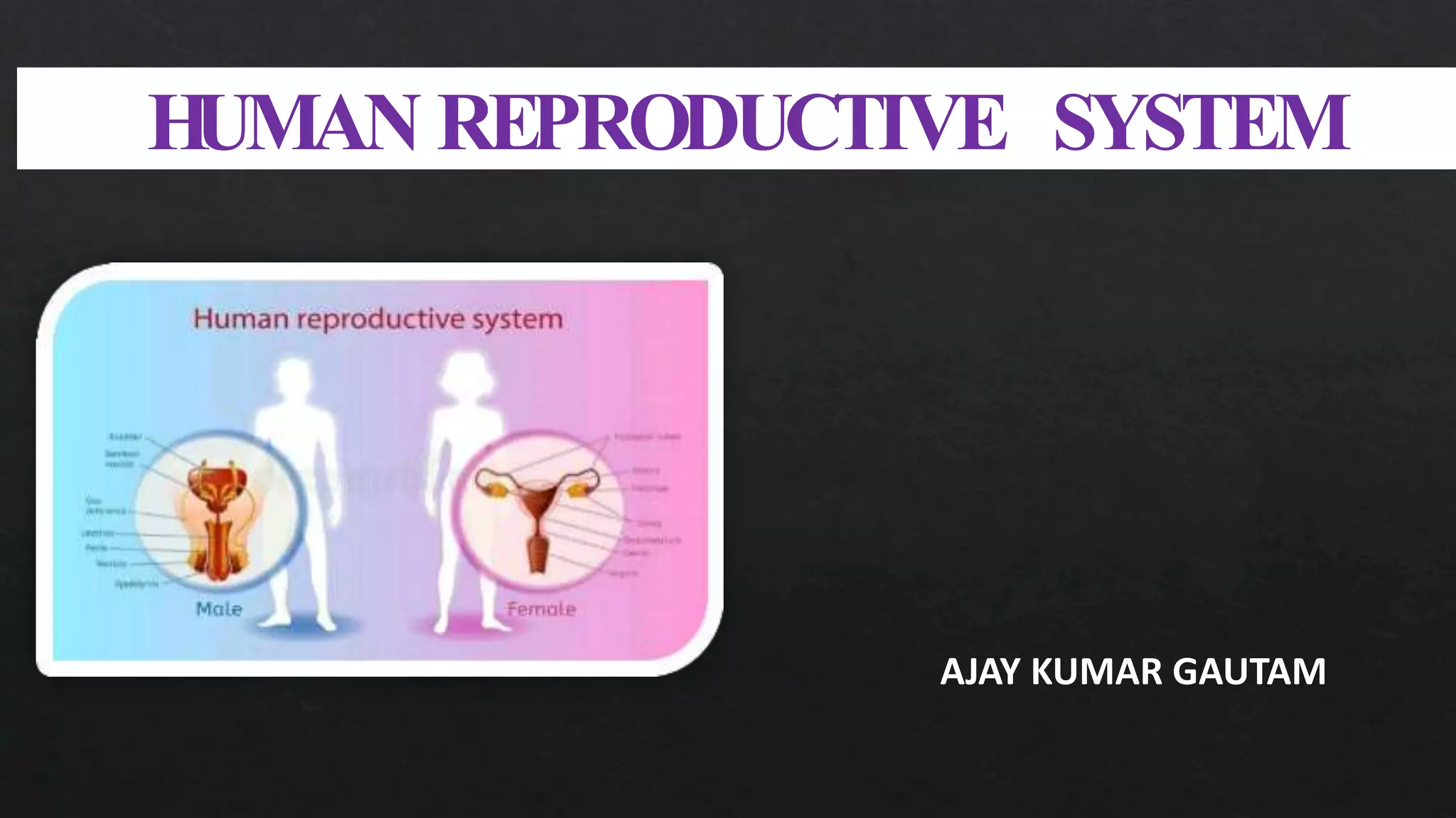 The Human reproduction Chapter-3 Class-12 | PPTX