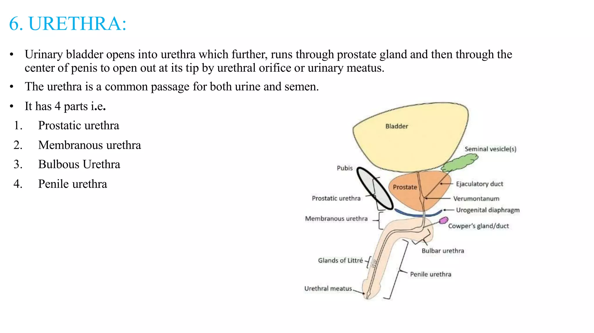 The Human reproduction Chapter-3 Class-12 | PPTX