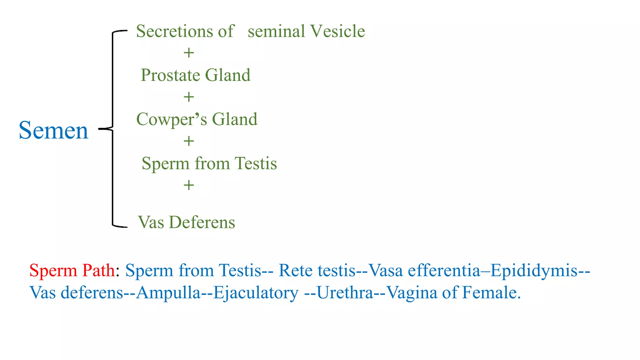 The Human reproduction Chapter-3 Class-12 | PPTX