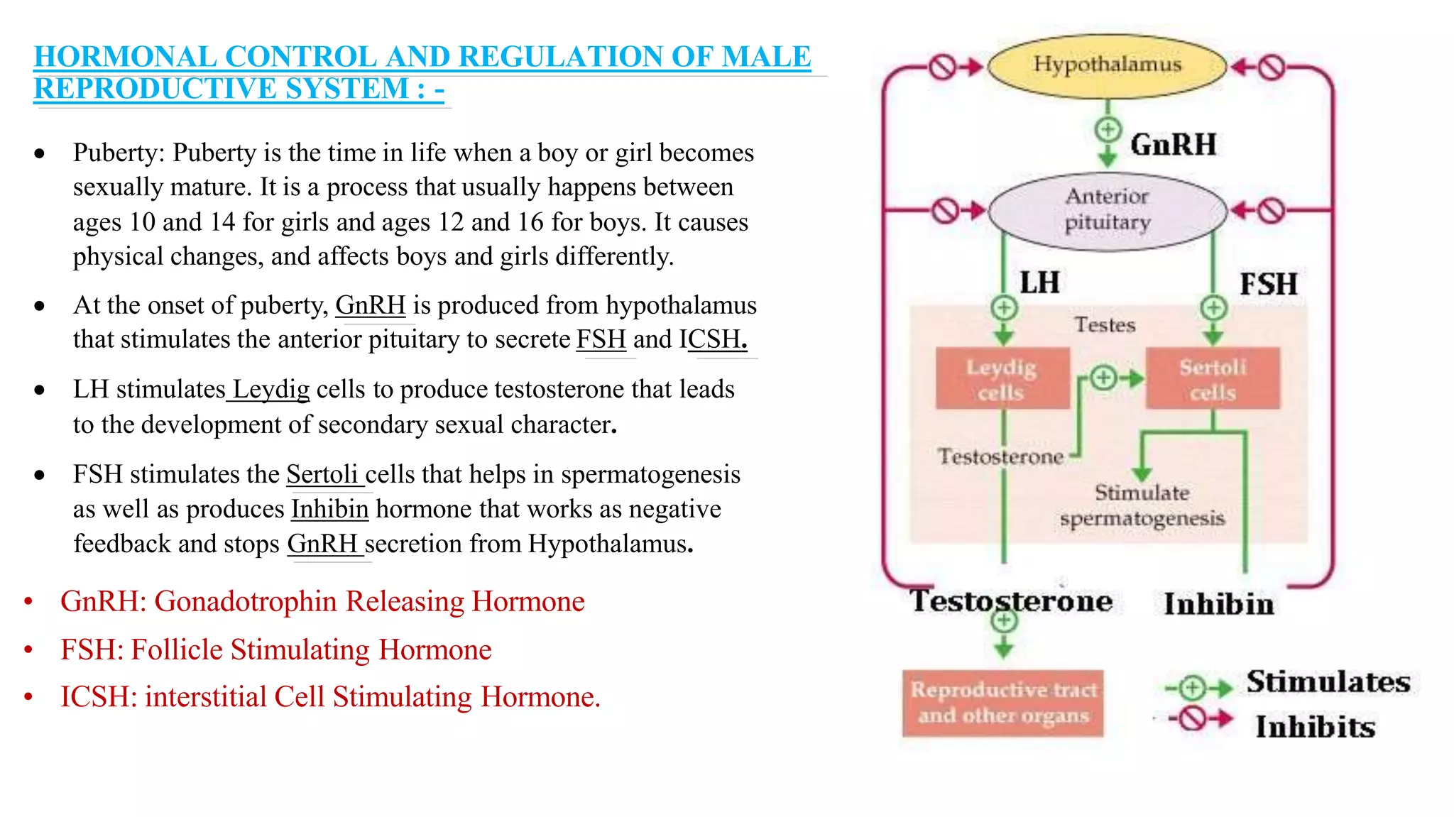 The Human reproduction Chapter-3 Class-12 | PPTX