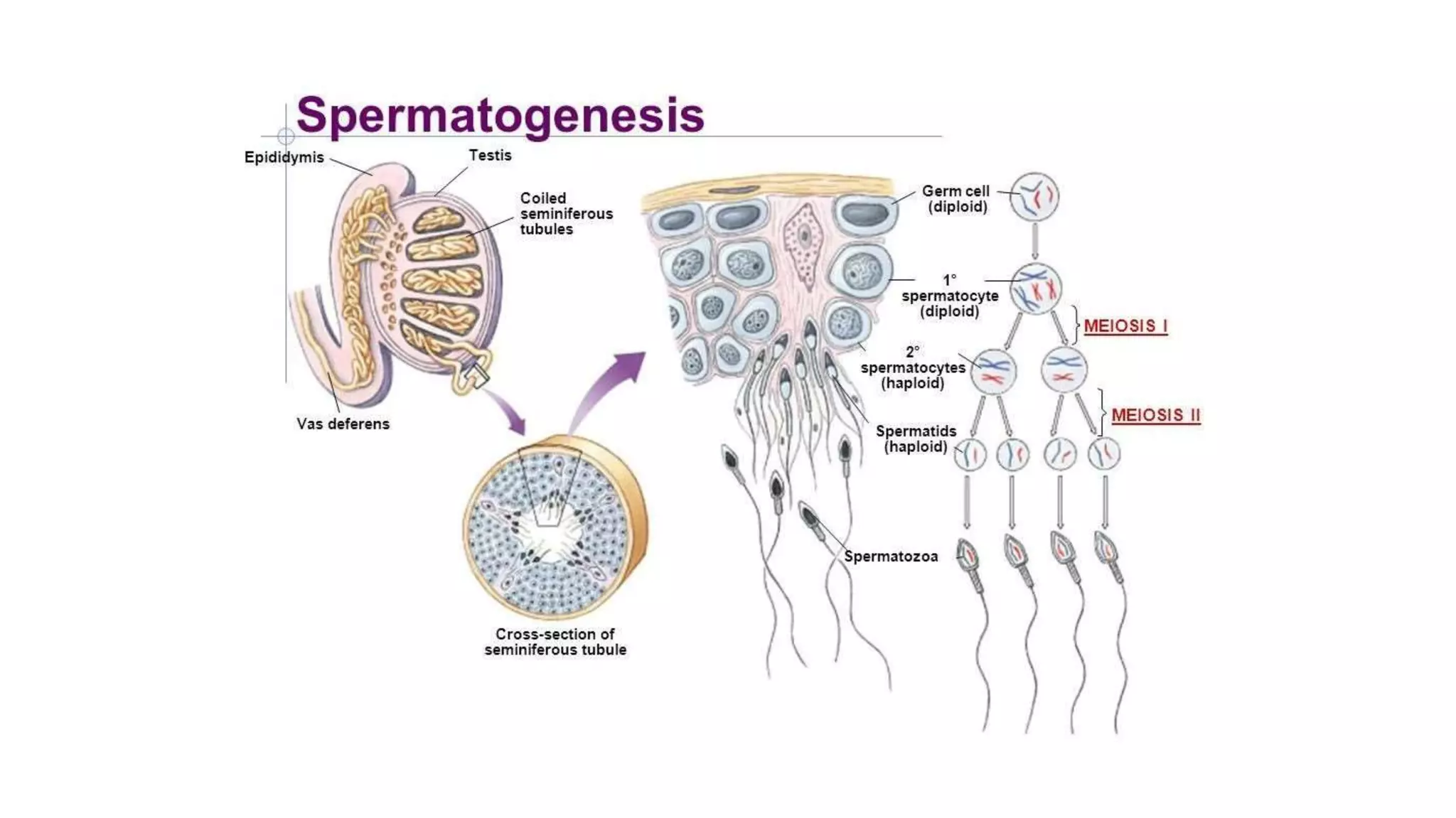 The Human reproduction Chapter-3 Class-12 | PPTX