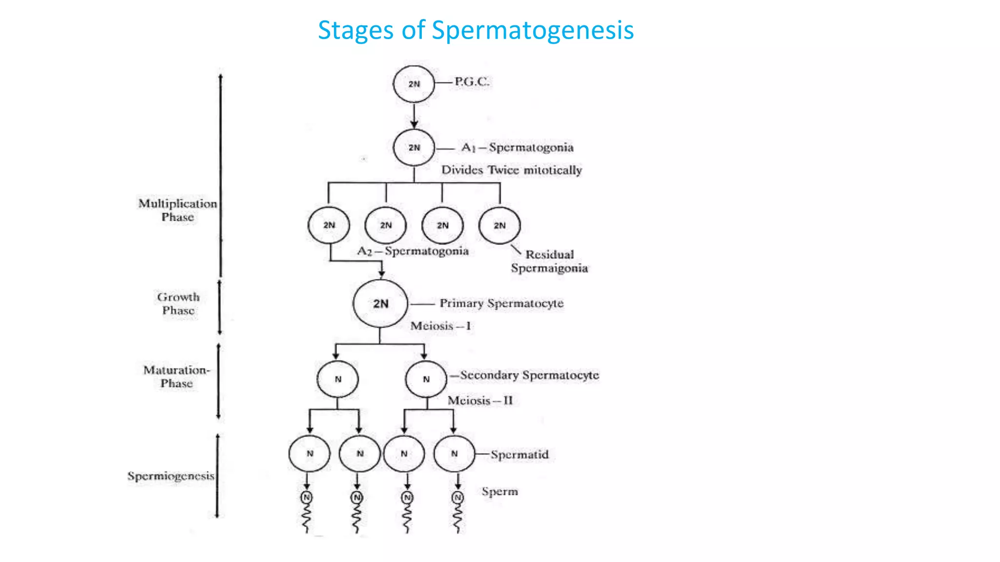 The Human reproduction Chapter-3 Class-12 | PPTX
