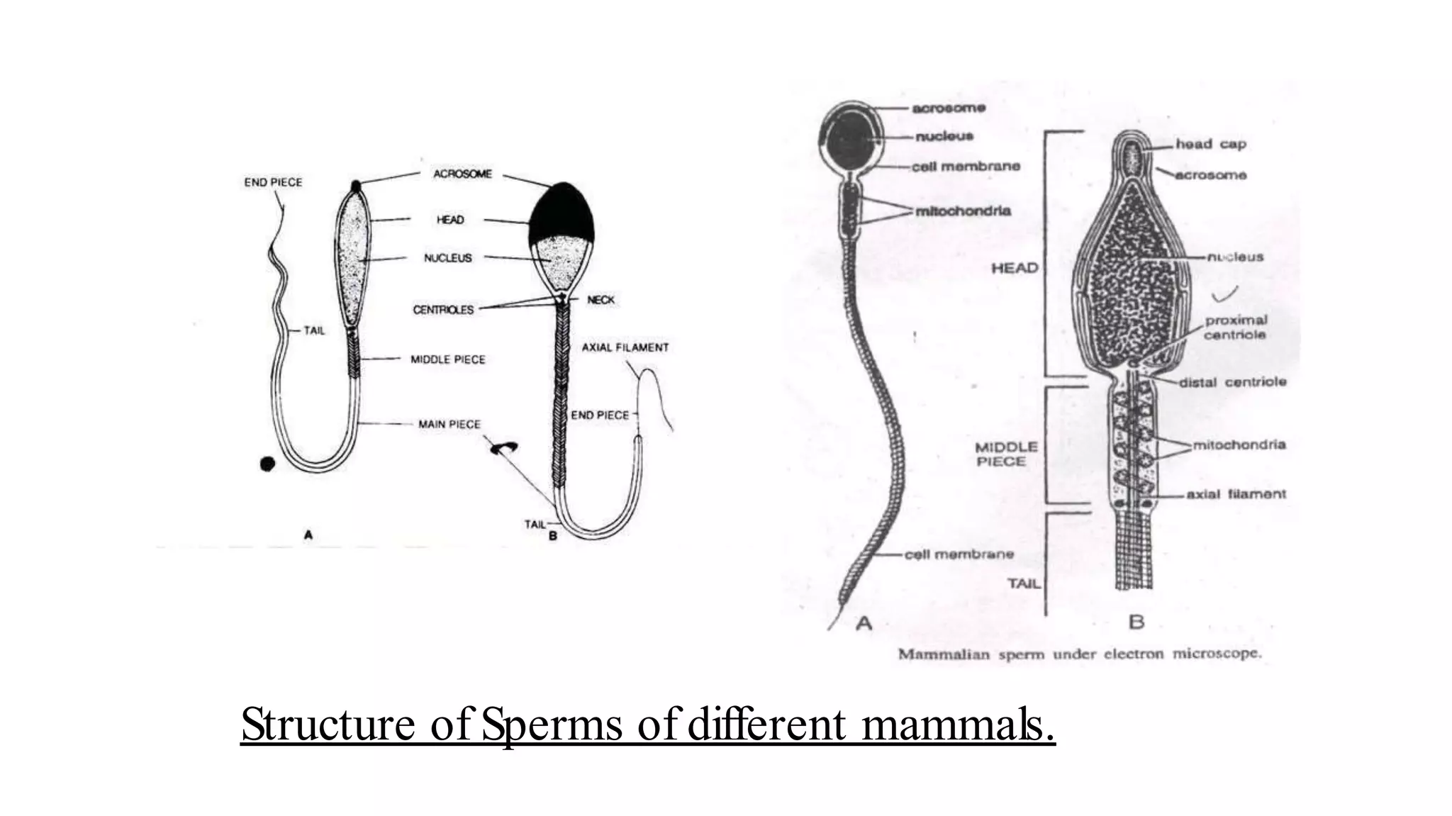 The Human reproduction Chapter-3 Class-12 | PPTX
