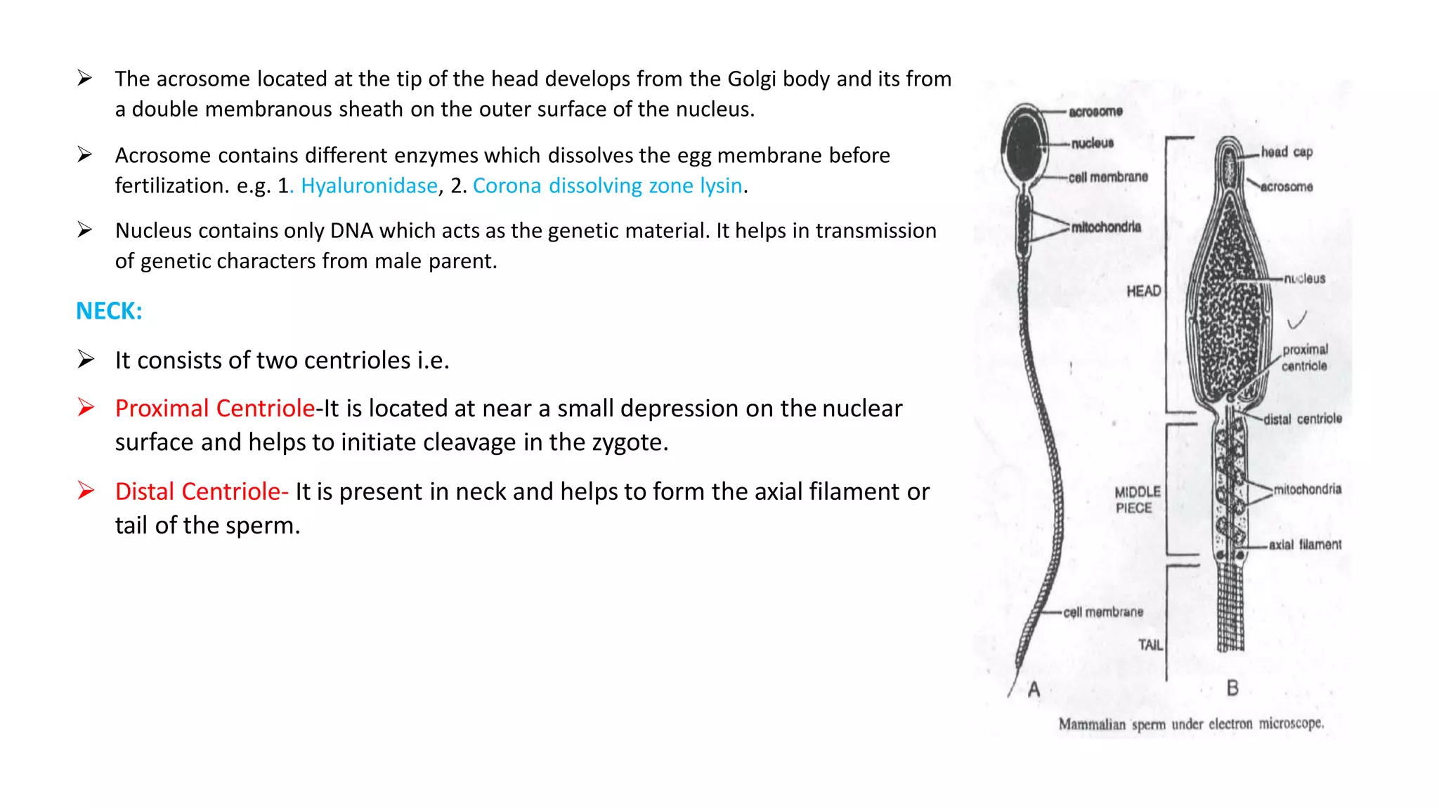 The Human reproduction Chapter-3 Class-12 | PPTX