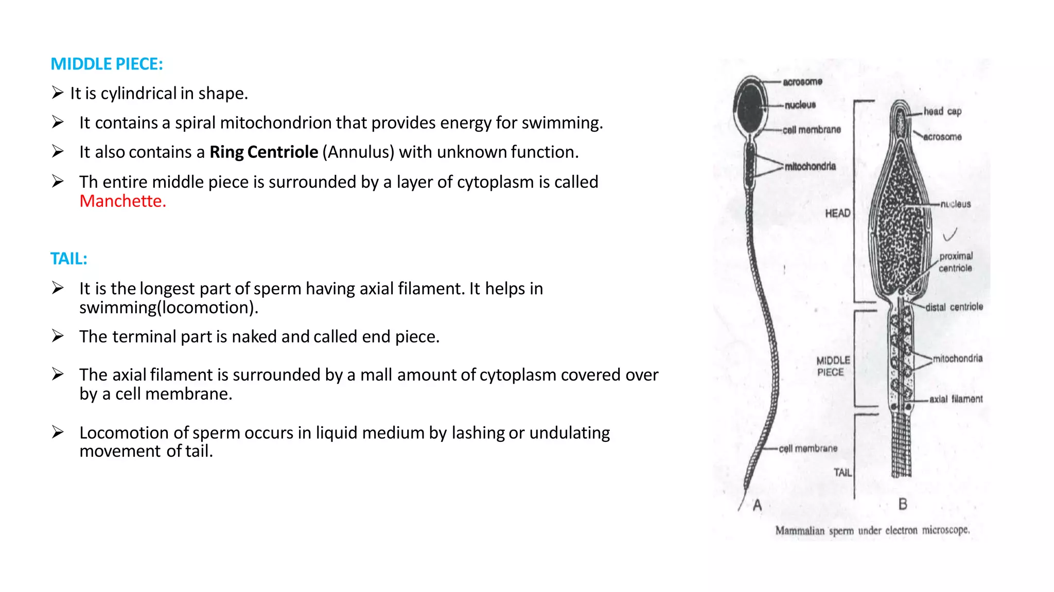 The Human reproduction Chapter-3 Class-12 | PPTX