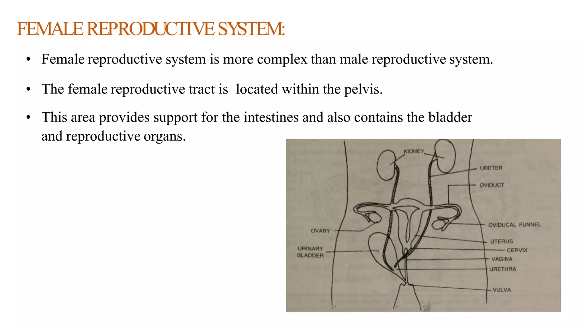 The Human reproduction Chapter-3 Class-12 | PPTX