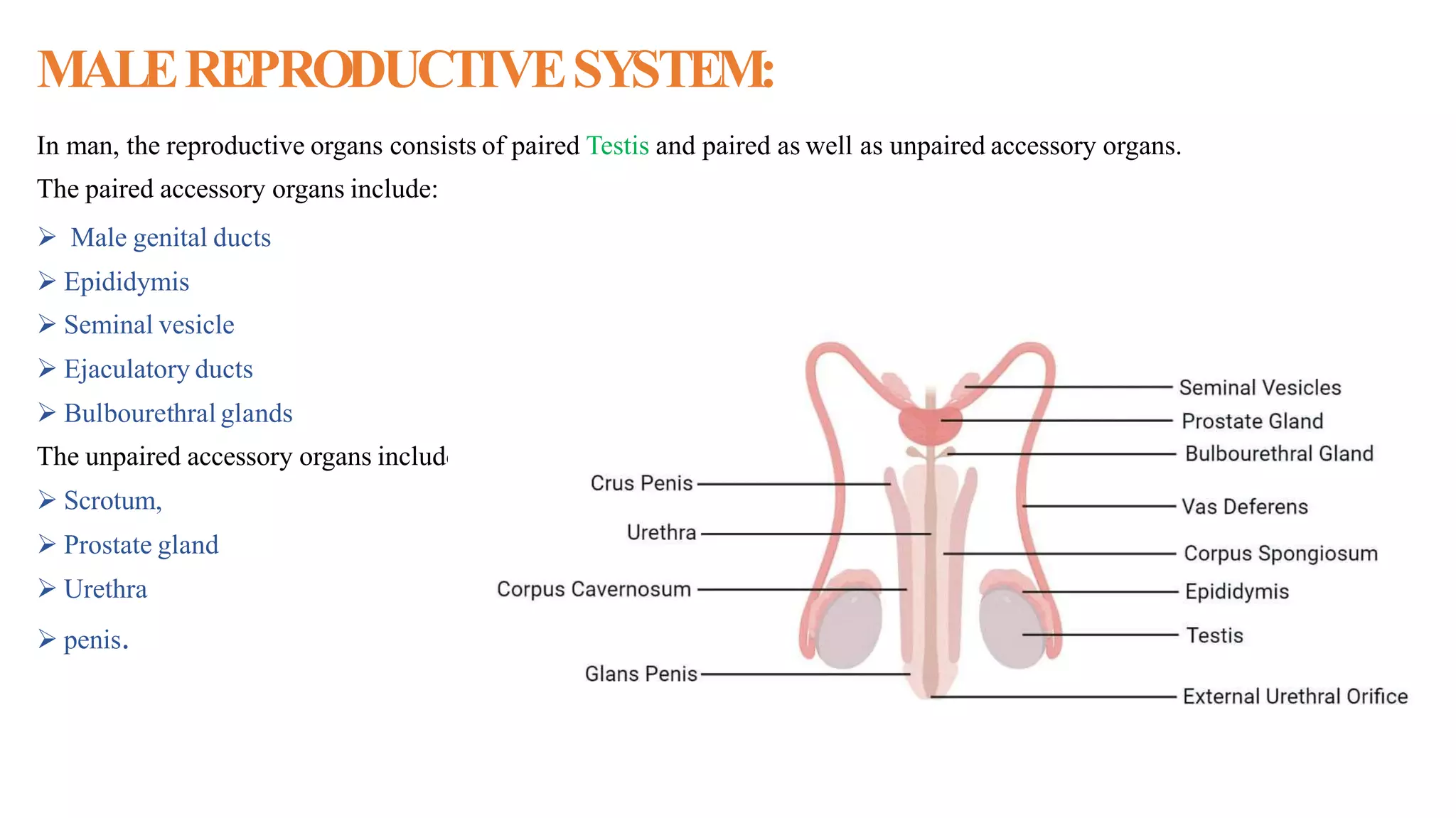 The Human reproduction Chapter-3 Class-12 | PPTX