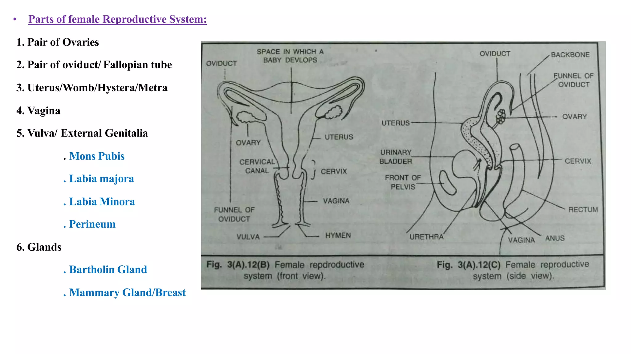 The Human reproduction Chapter-3 Class-12 | PPTX