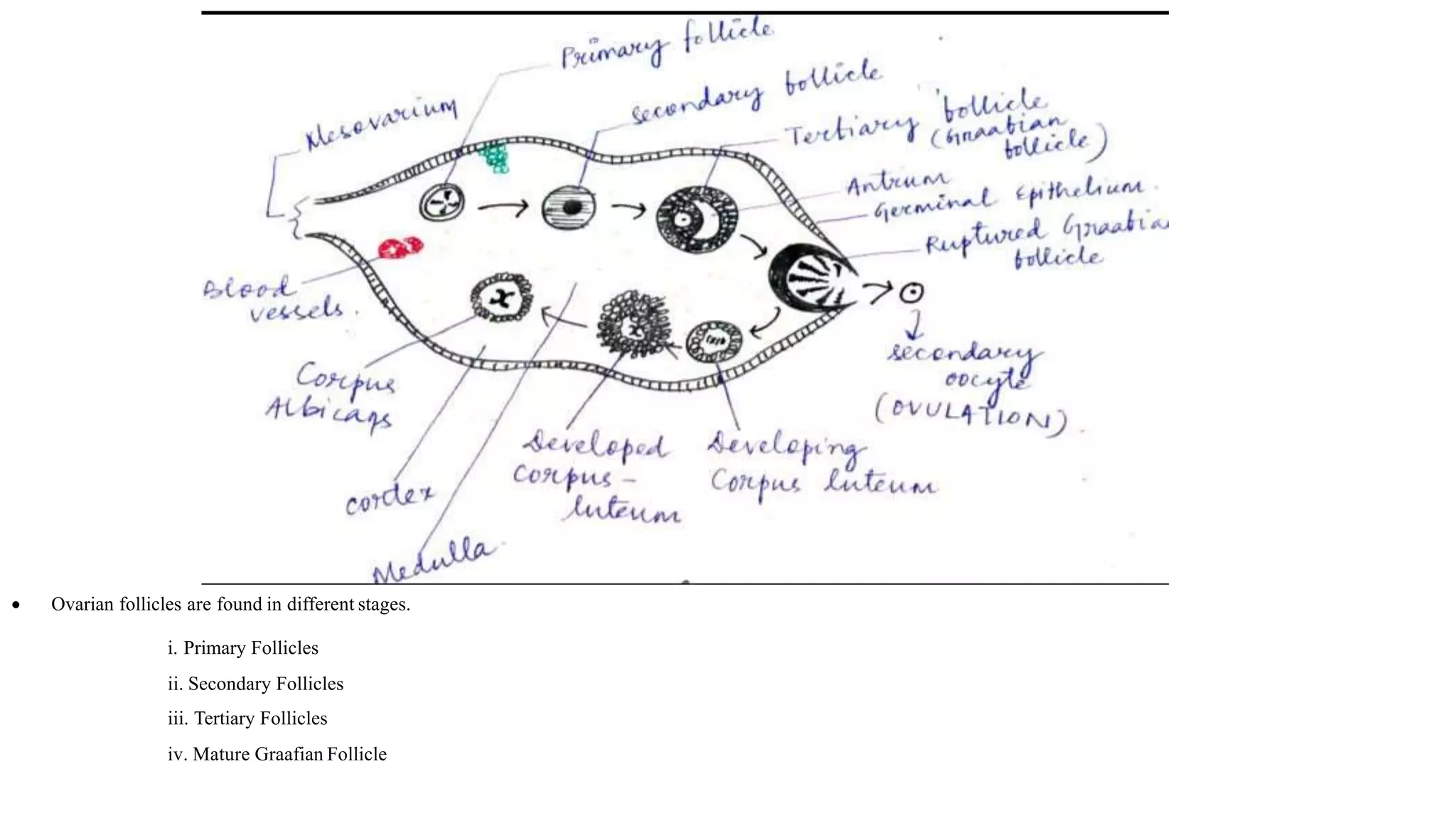 The Human reproduction Chapter-3 Class-12 | PPTX