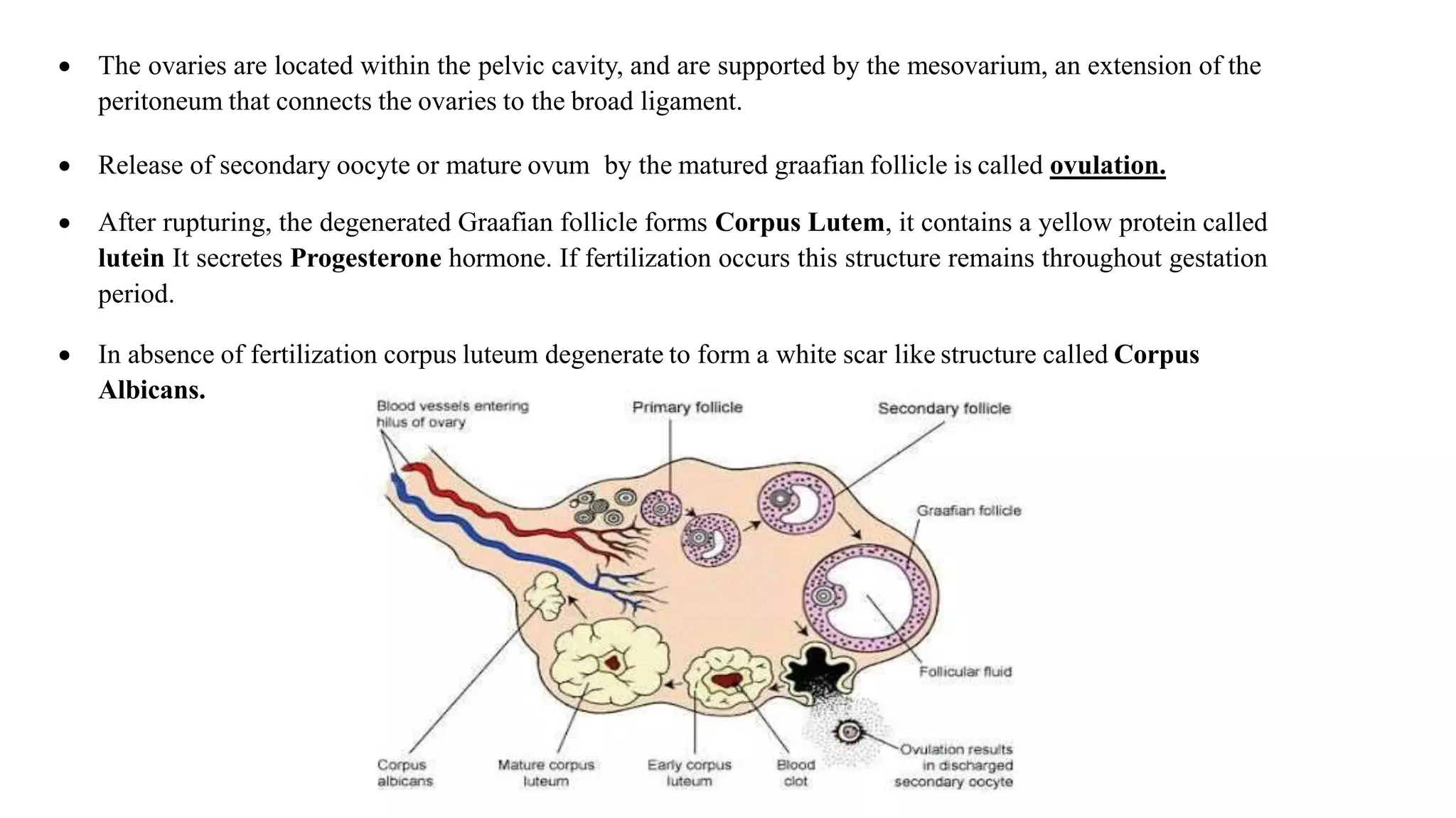 The Human reproduction Chapter-3 Class-12 | PPTX