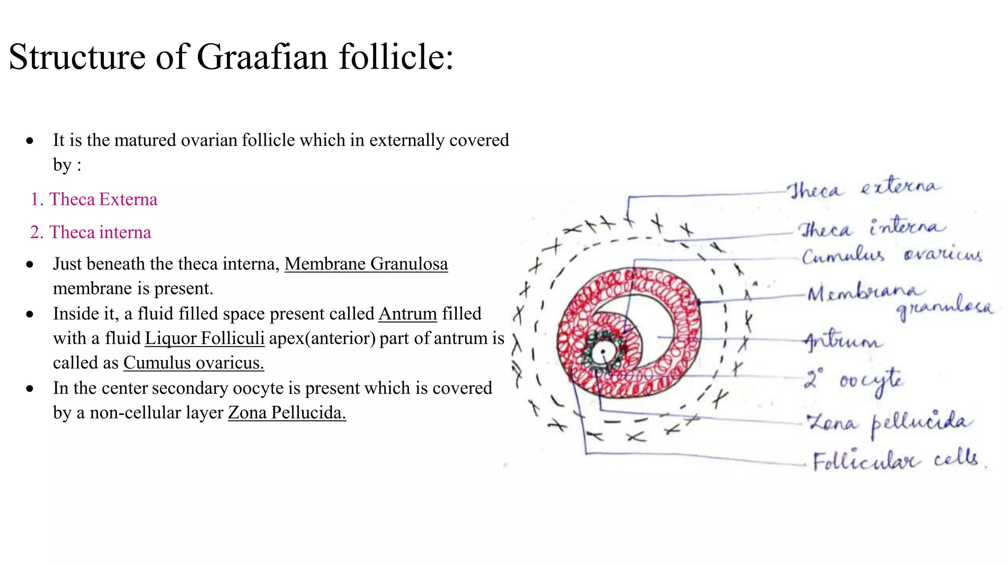 The Human reproduction Chapter-3 Class-12 | PPTX