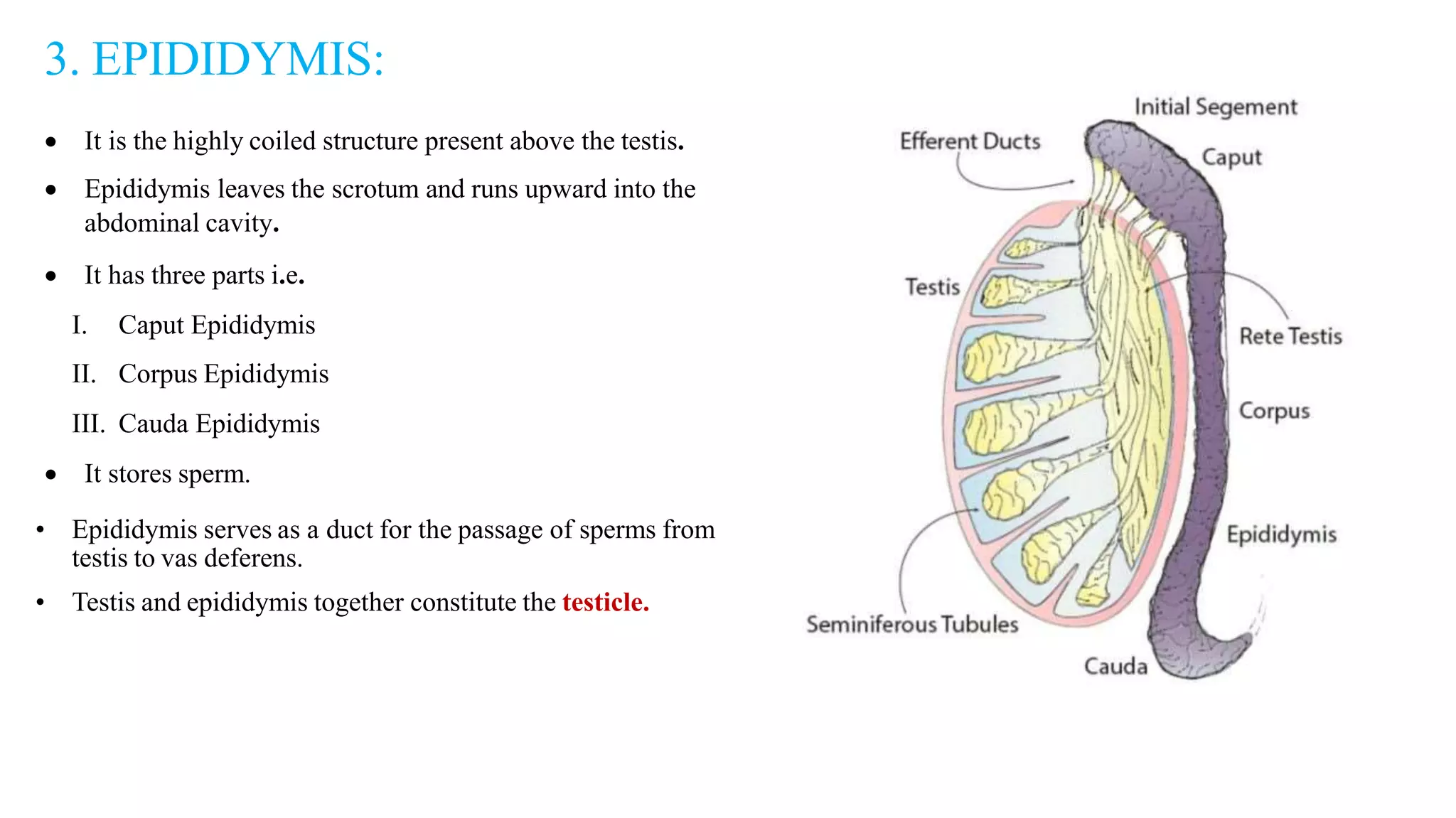 The Human reproduction Chapter-3 Class-12 | PPTX