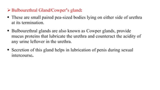 The Human reproduction Chapter-3 Class-12 | PPTX