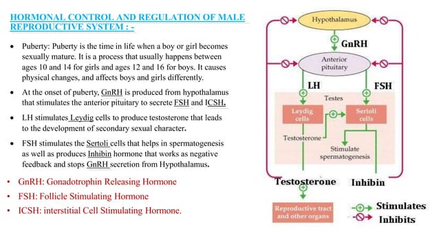 The Human reproduction Chapter-3 Class-12 | PPTX | Infertility ...