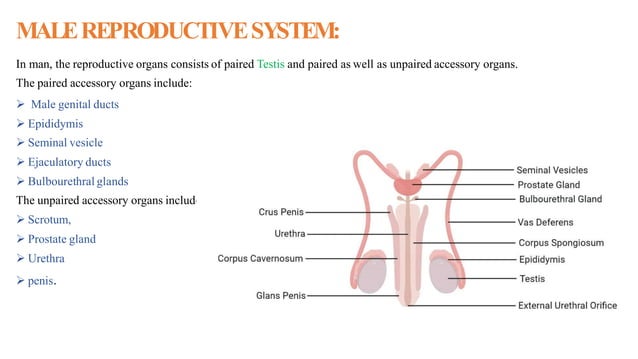 The Human reproduction Chapter-3 Class-12 | PPTX | Infertility ...
