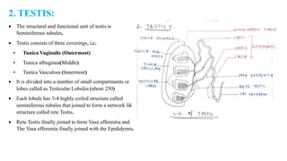 The Human reproduction Chapter-3 Class-12 | PPTX
