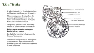 The Human reproduction Chapter-3 Class-12 | PPTX