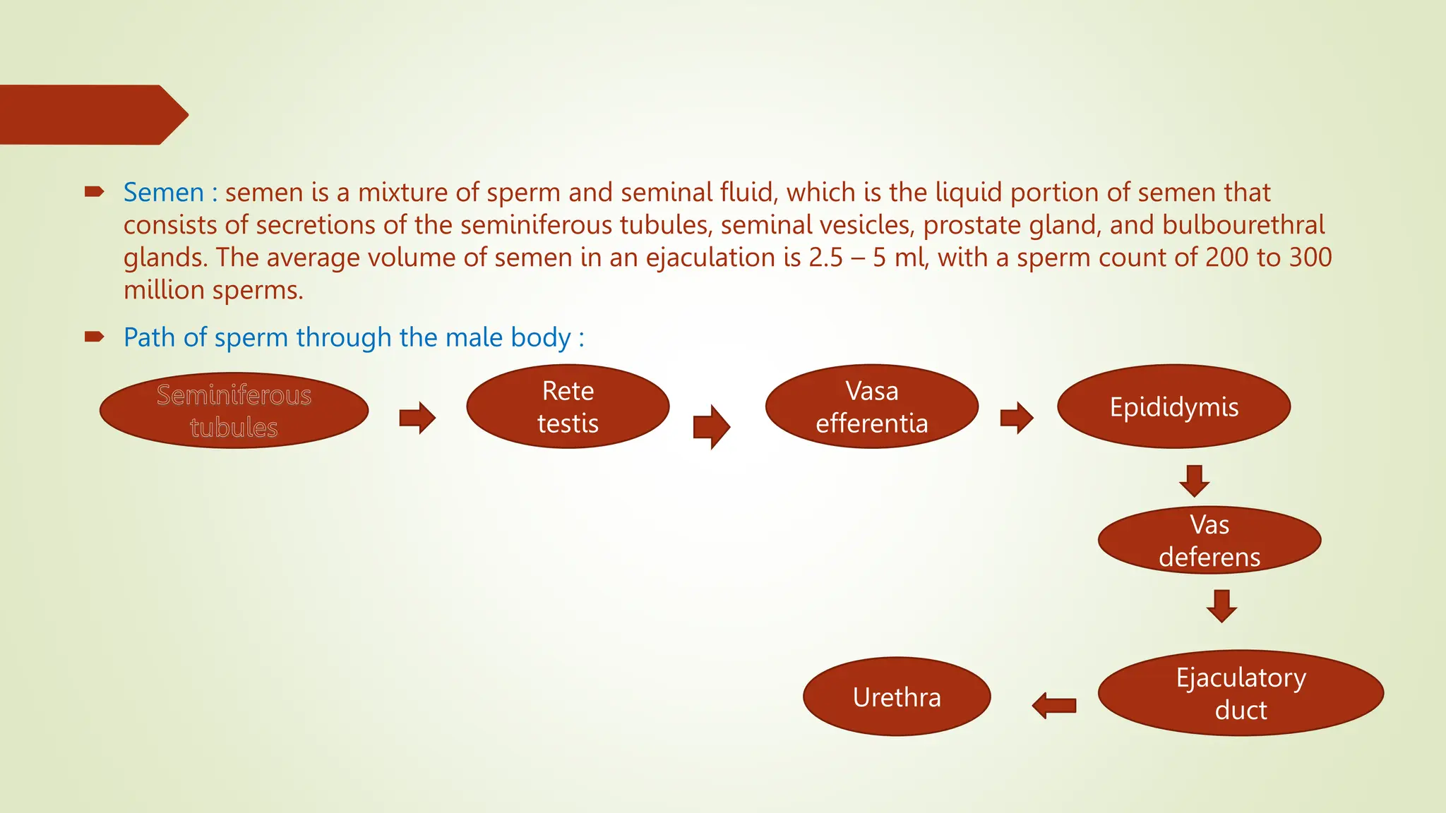 HUMAN REPRODUCTION.pptx