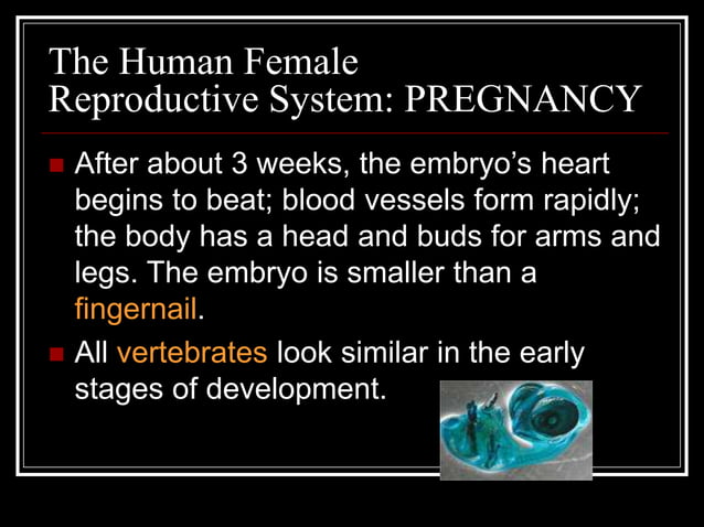 Human Reproduction.ppt
