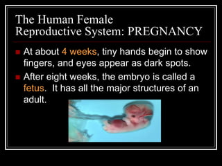 Human Reproduction.ppt