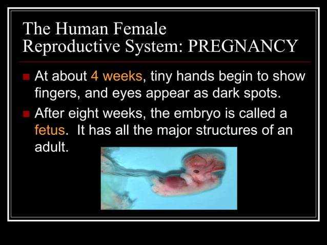 Human Reproduction.ppt