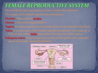 Human Reproduction. Ainoa Álvarez Durán | PPTX