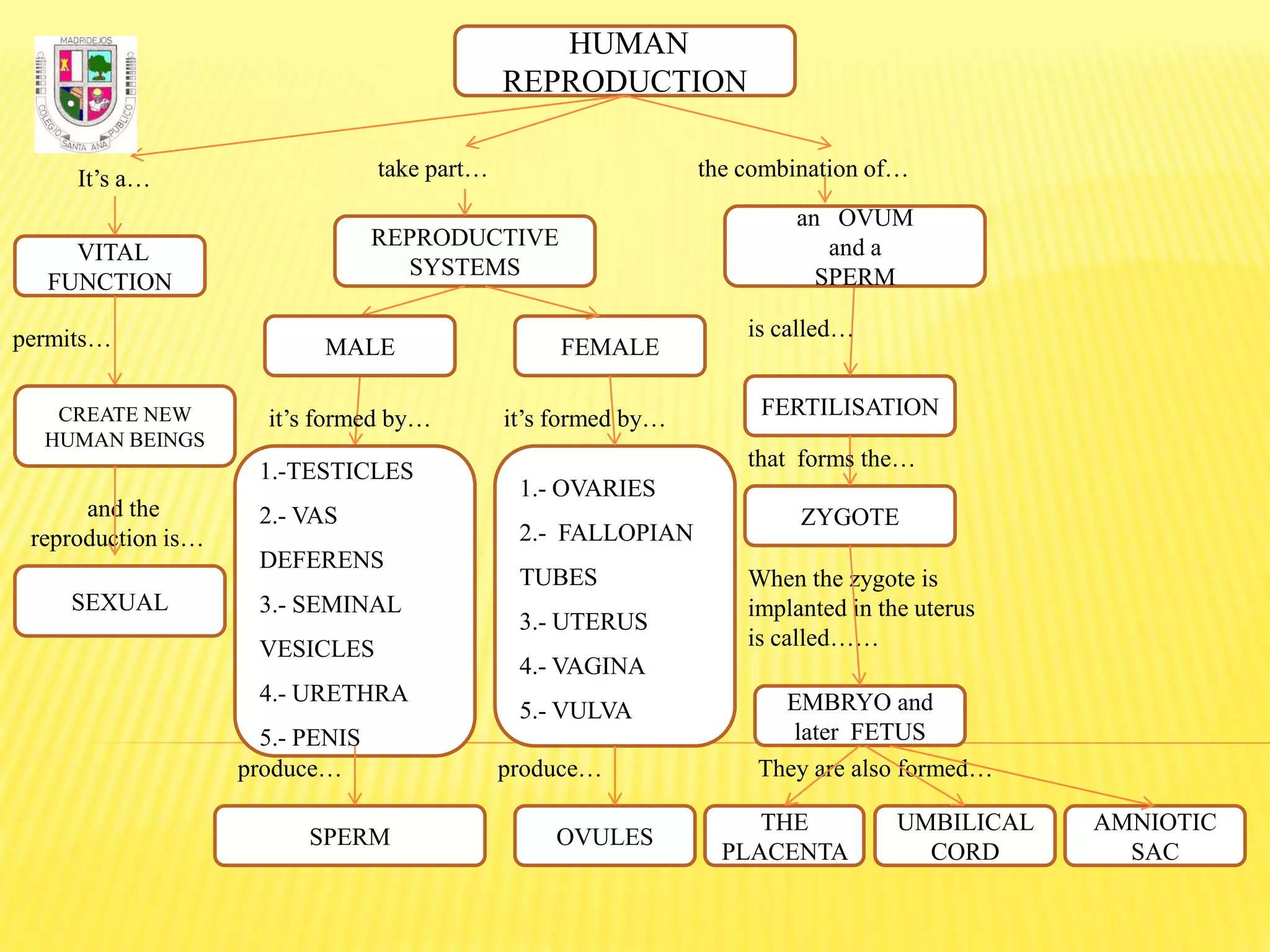 Human reproduction. diagram. english | PPT